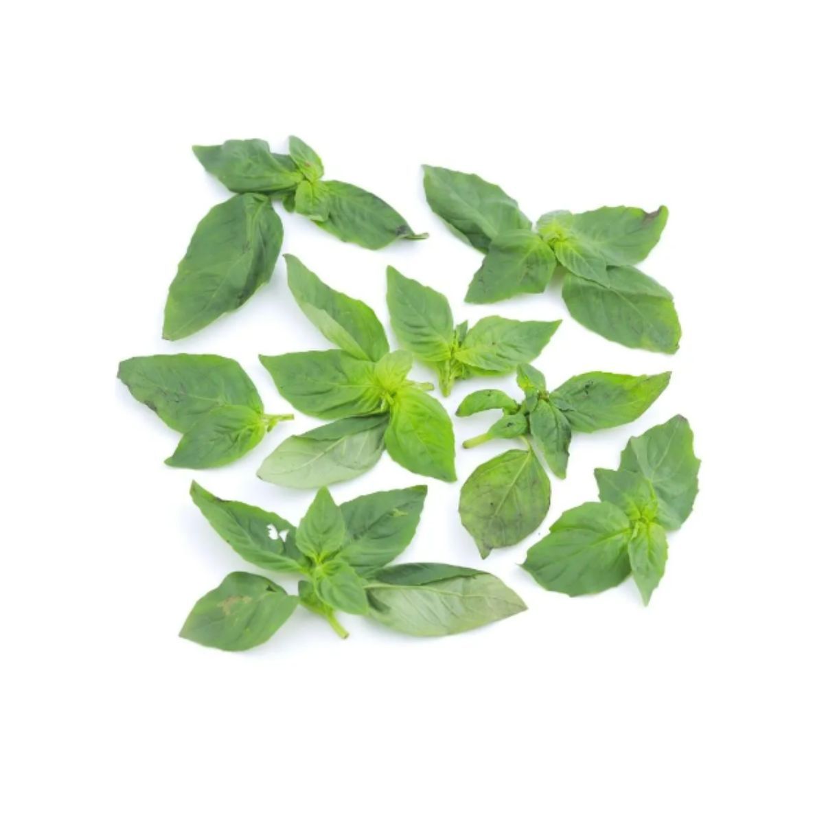 Organic Basil Leaves