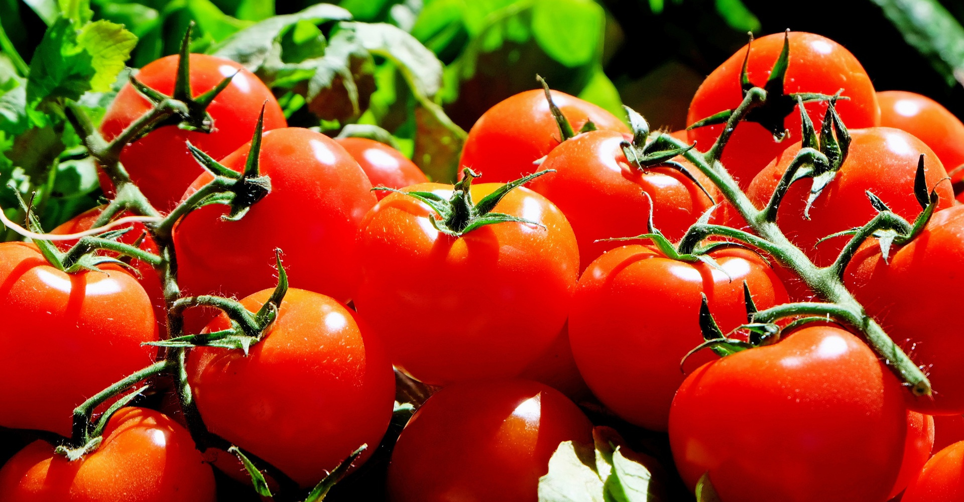 10 Proven Health Benefits of Tomatoes